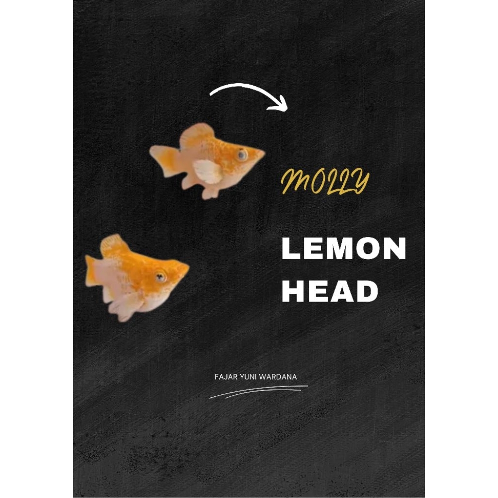 Jual hiasan akurium molly lemon head Thailand harga per pcs | Shopee ...