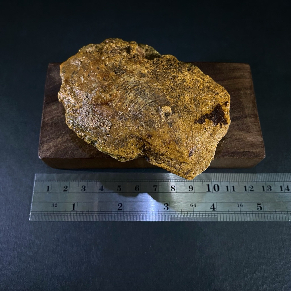 Jual Fosil Kerang Pipih Purba Natural B50 atau Fossil Bivalvia atau ...
