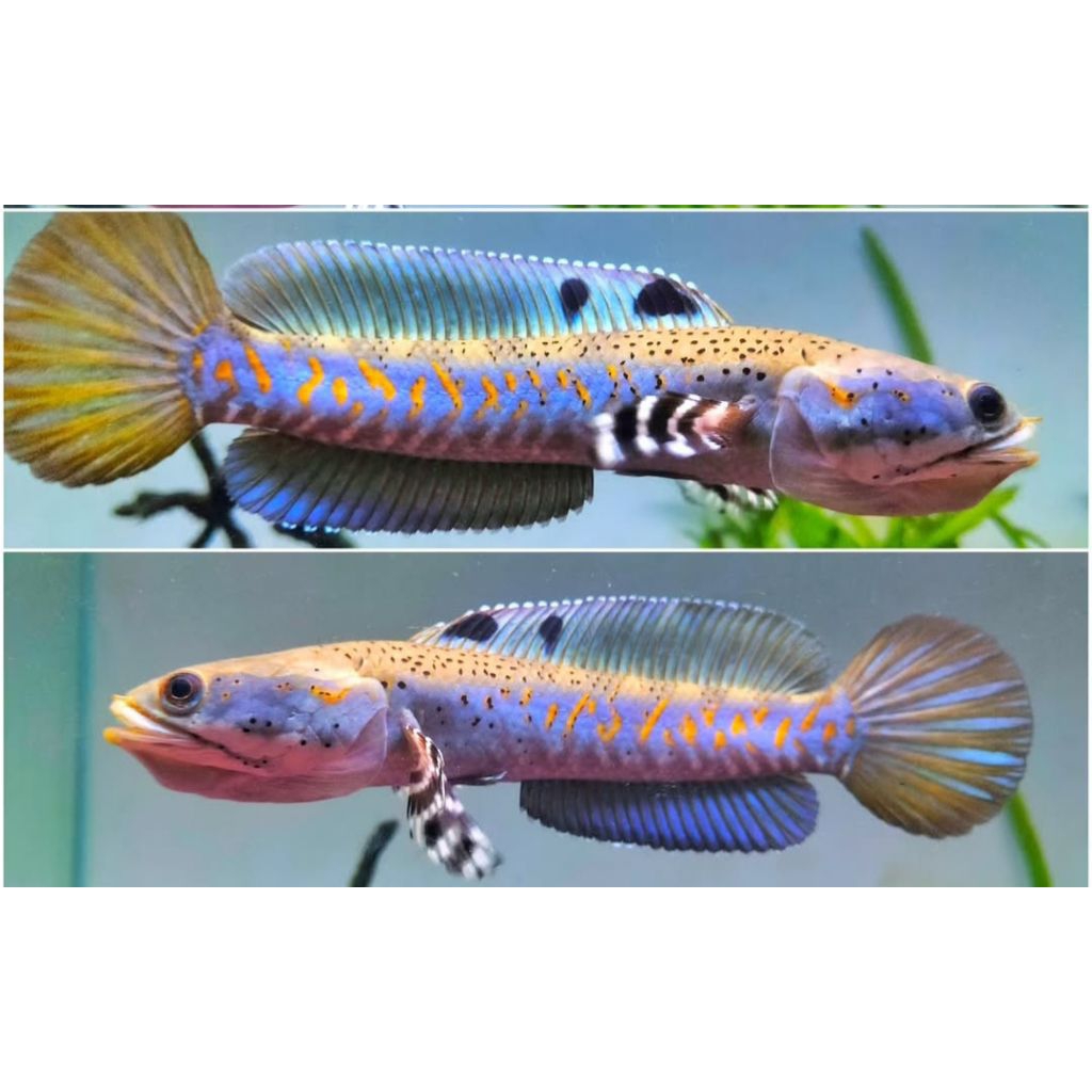 Jual Channa Blue Pulchra 7_8 Cm Terbaik | Shopee Indonesia