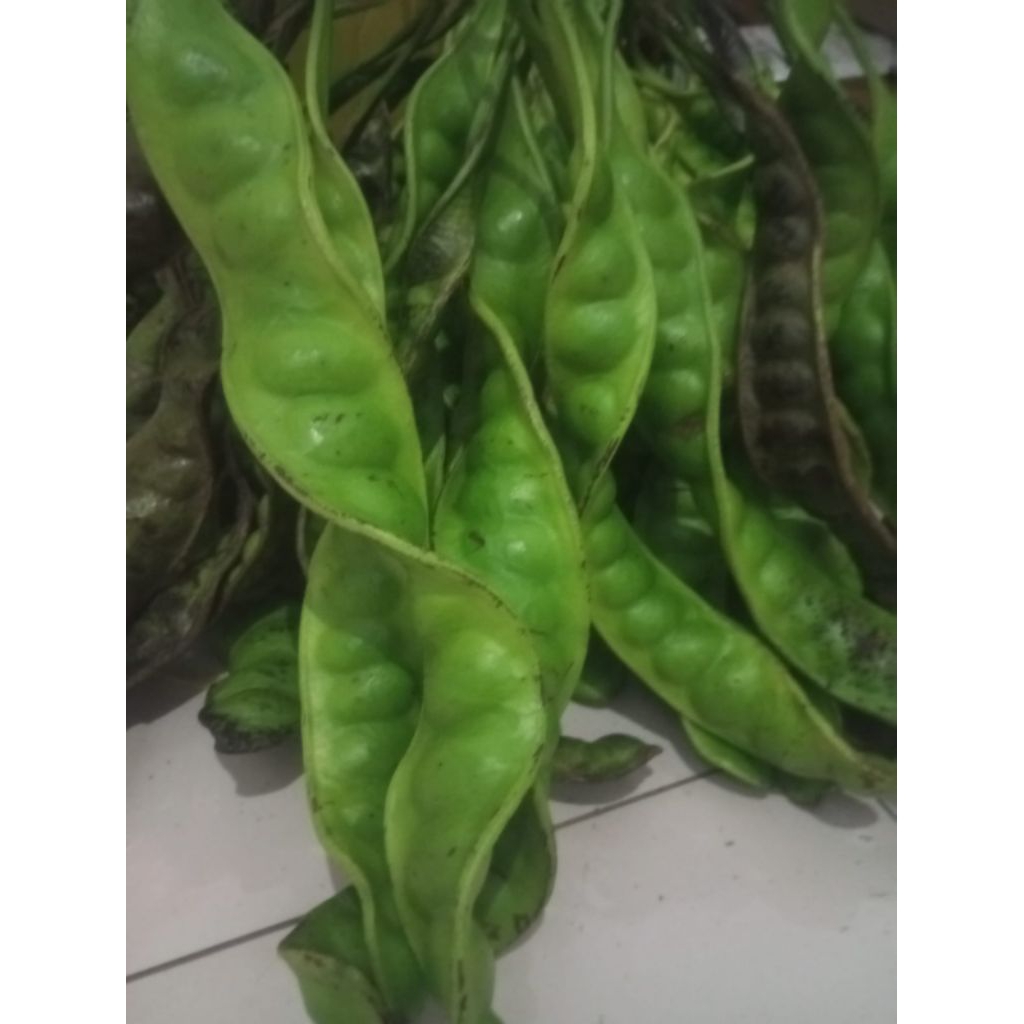 Jual PETE/PETAI PADI TUA PER 10 PAPAN LONJOR | SUPER | KUALITAS TERBAIK ...
