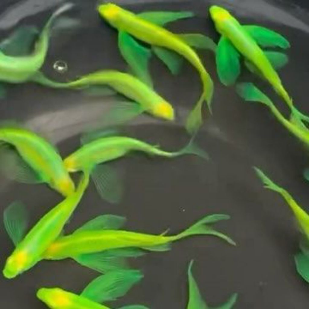 Jual hiasan aquarium DANIO SLAYER full HIJAU ikan hias air tawar isi 20 ...