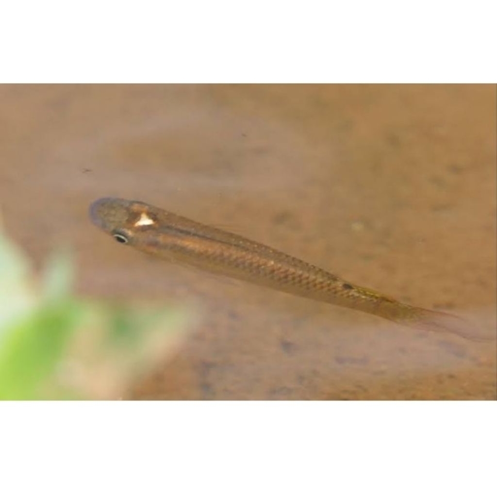 Jual ikan kepala timah isi 10 tambah bonus | Shopee Indonesia