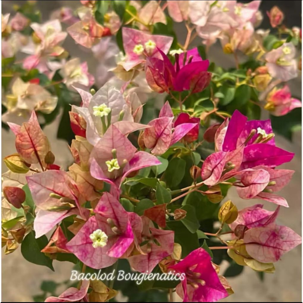 Jual PROMO!! Tanaman Hias Bugenvil ID Golden Rao (Bunga Gradasi Cantik ...