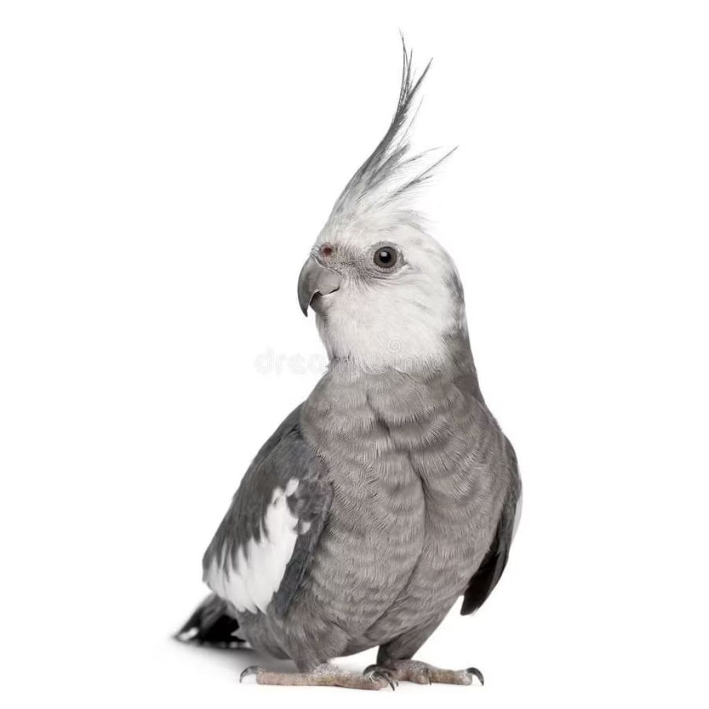 Jual Burung Cockatiel Falk Parkit Australia Warna White Face WF Solid ...