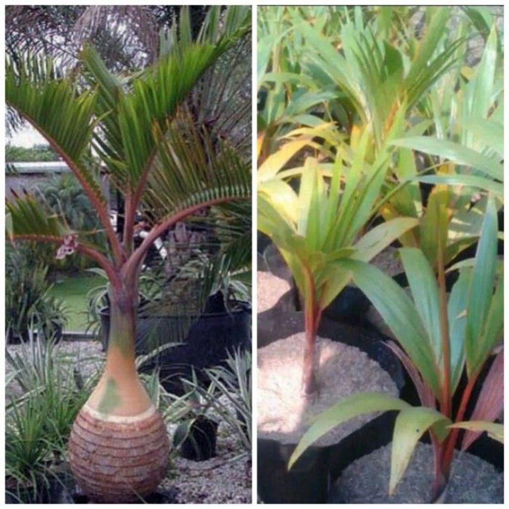 Jual bibit tanaman palem botol/tanaman hias taman/superr cantikkk ...