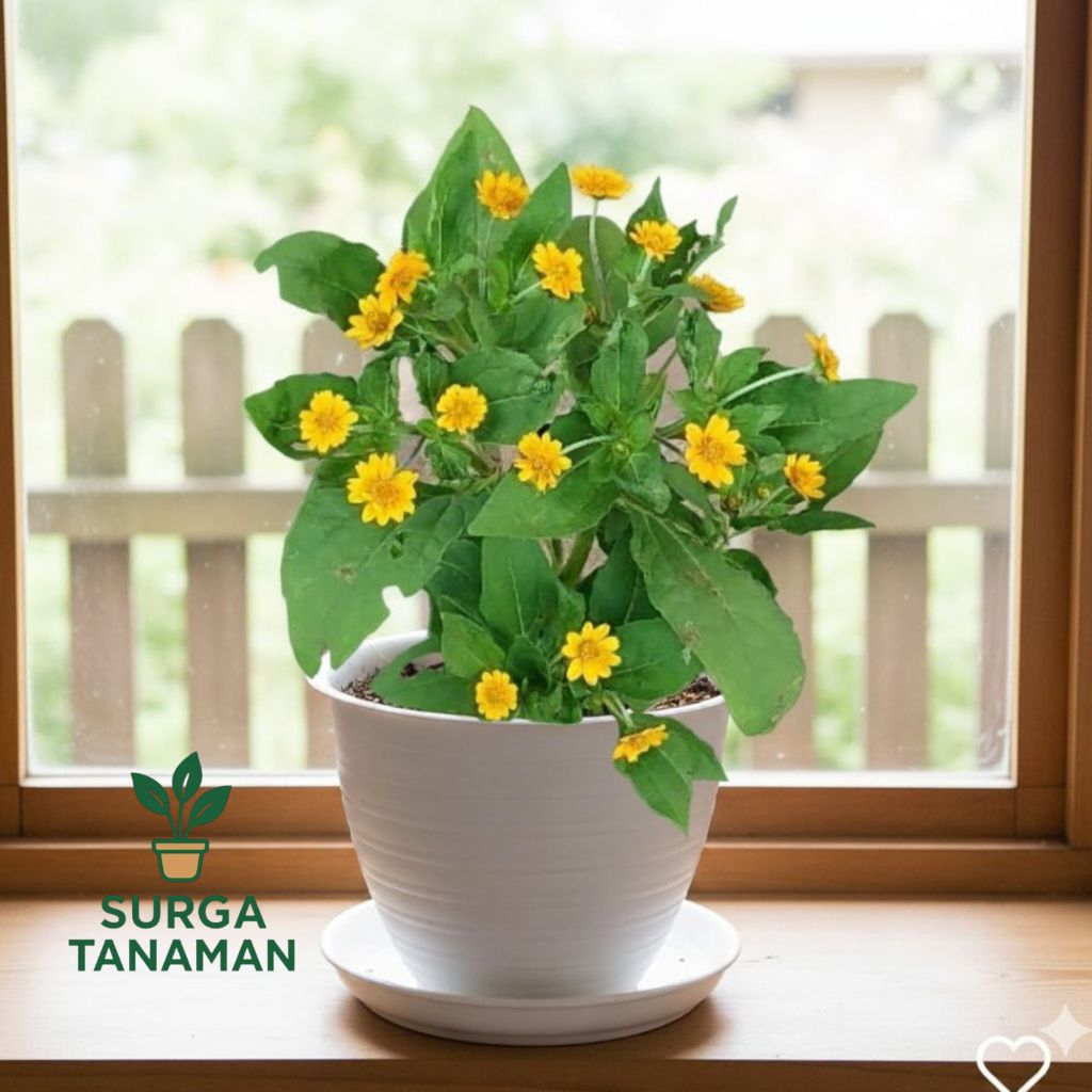 Jual Tanaman hias bunga daisy / matahari mini - bunga matahari mini ...
