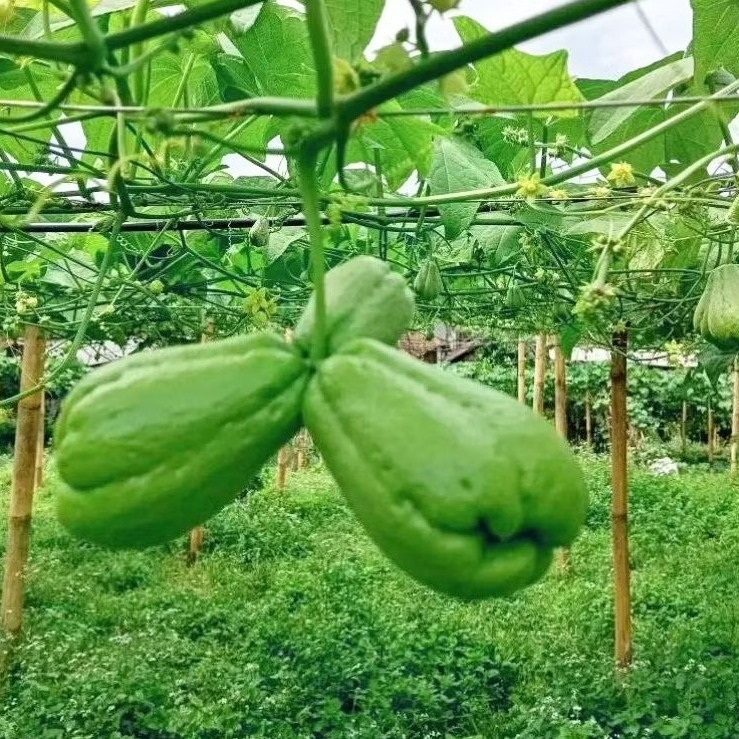Jual Benih Labu Siam Model Anggur – Varietas Langka | Shopee Indonesia