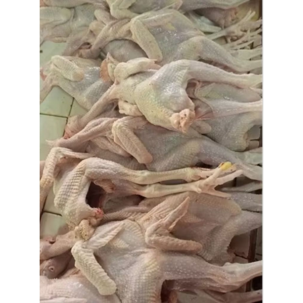 Jual Ayam kampung asli liar bukan ternakan dijamin guirih dagingnya ...