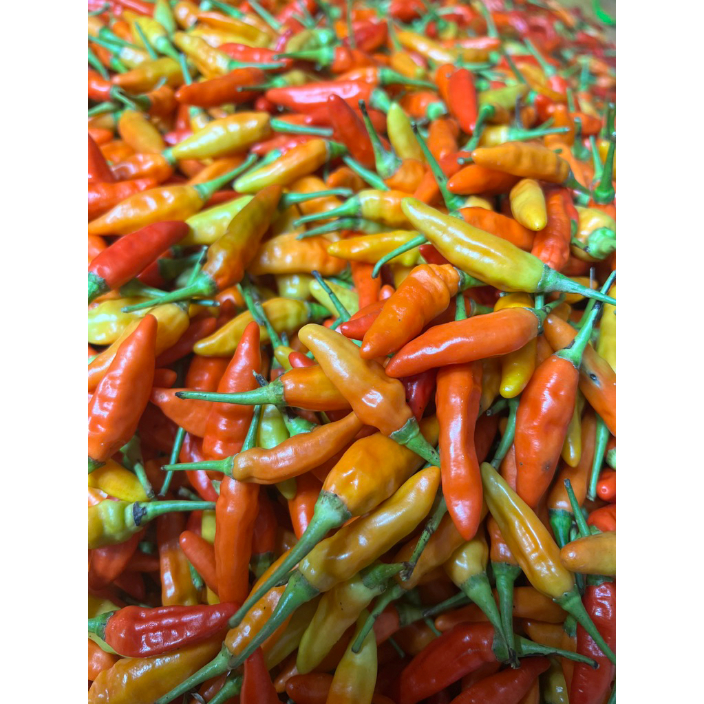 Jual CABE rawit ORI 1 kg..MAX CO 1kg (wajib baca deskripsi) | Shopee ...