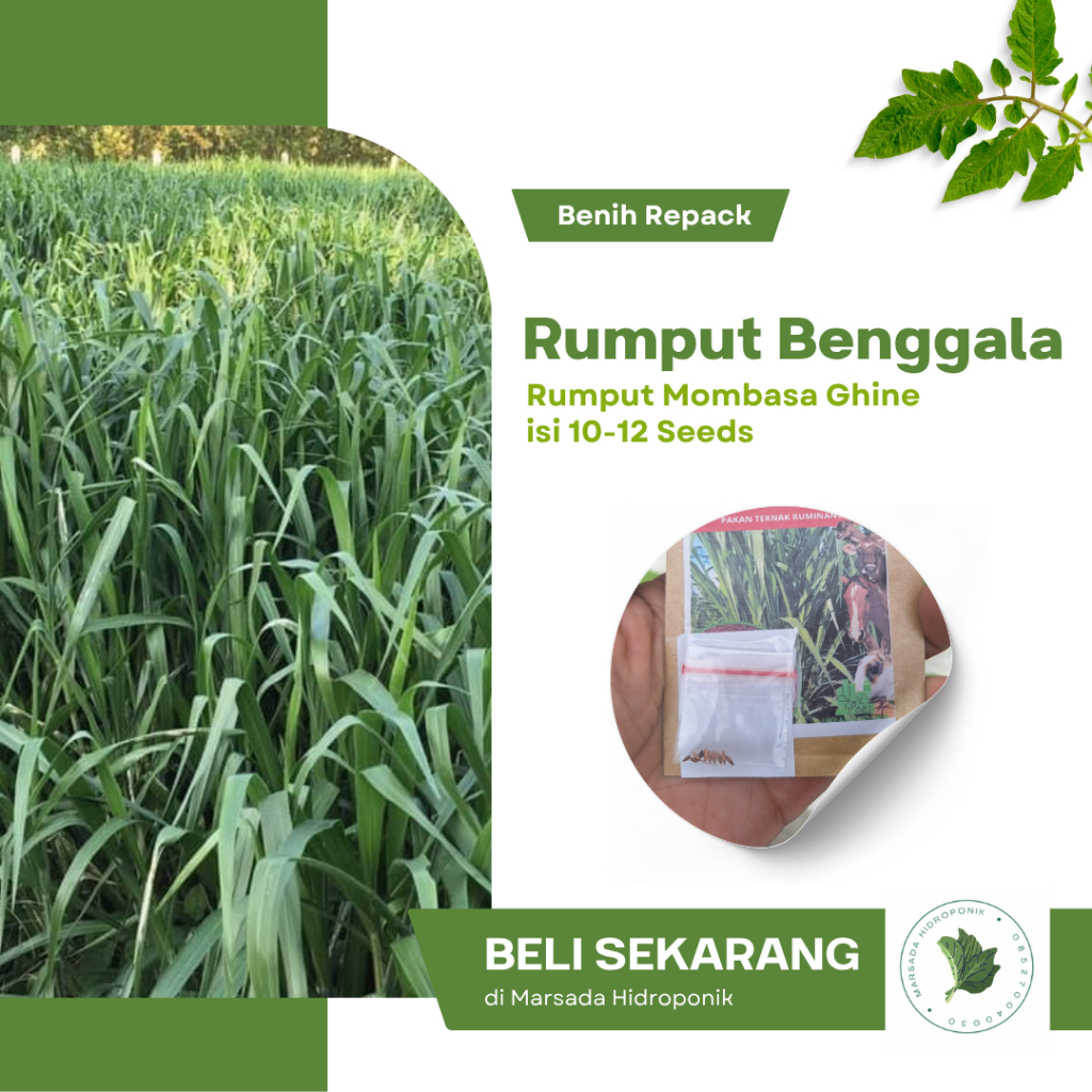 Jual Benih Bibit Rumput Pakan Ternak / Rumput Benggala / Rumput Mombasa ...