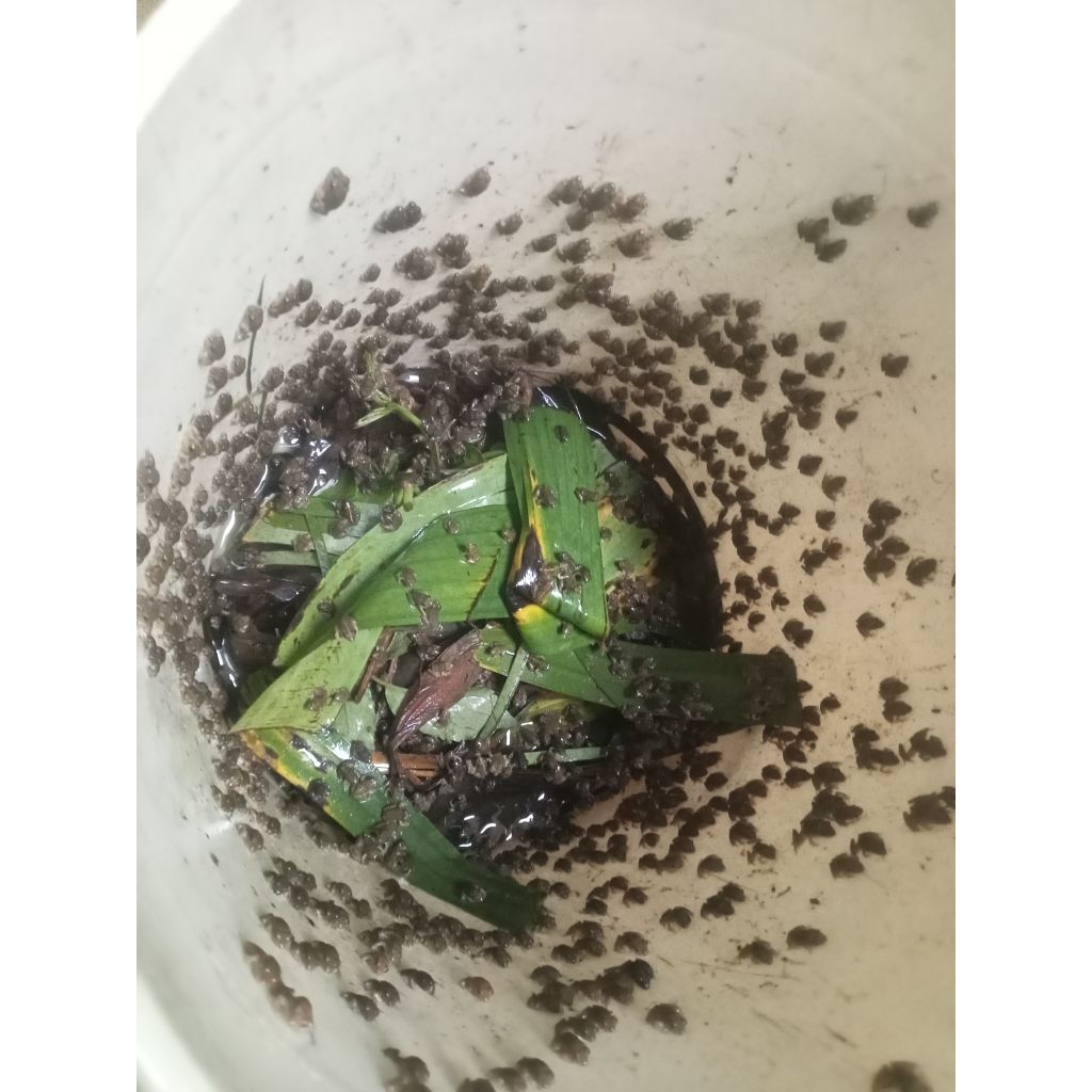 Jual katak sawah pakan alami ikan chana - size 1 & 1,5 cm - isi 50 ekor ...