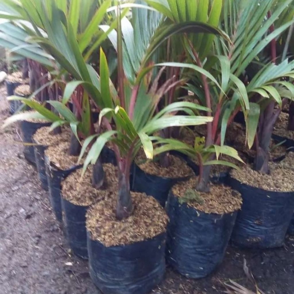 Jual Bibit tanaman palem botol-tanaman hias-hijaukan kebunmu | Shopee ...