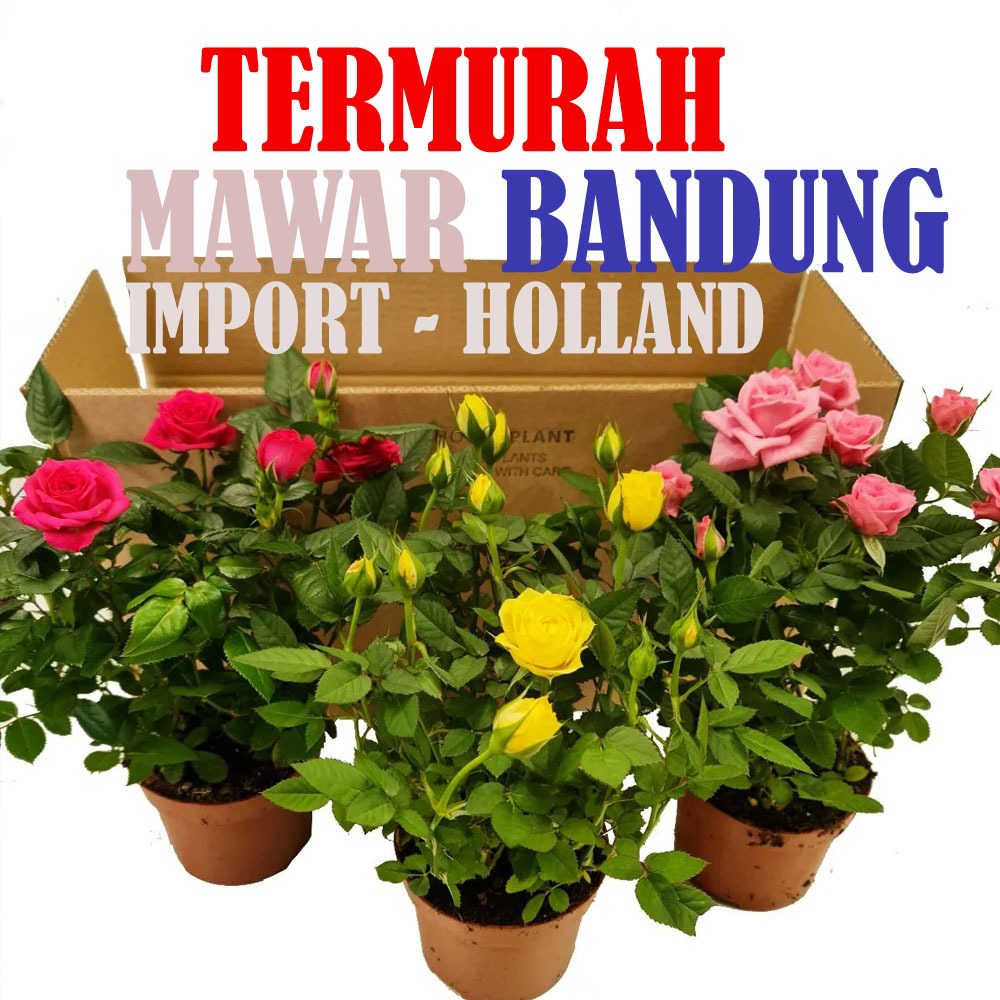 Jual Tanaman hias Bunga Mawar kondisi hidup jenis import holland produk ...