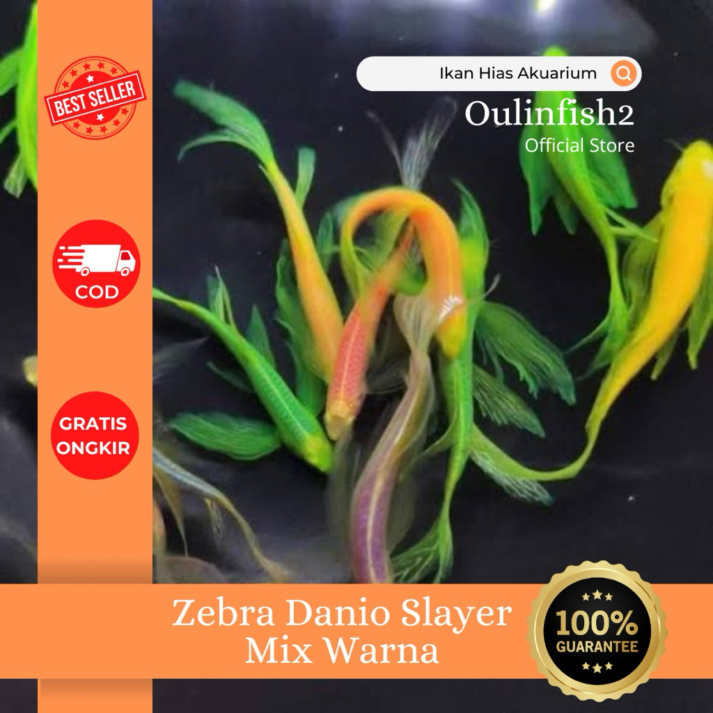 Jual Danio Slayer Warna Lengkap bisa request Hiasan Kebutuhan Aquaroum ...