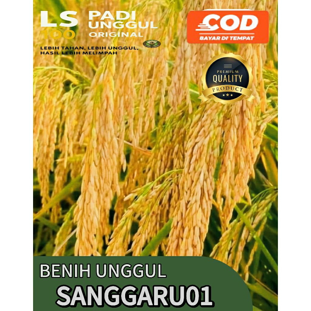 Jual Benih bibit padi Sanggaru 01 berkualitas premium 1kg | Shopee ...