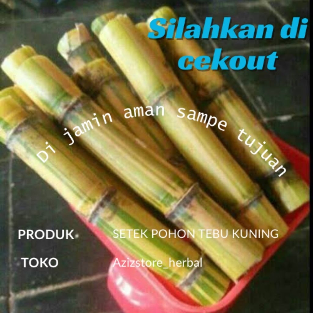 Jual bibit setek tanaman batang tebu/tiwu kuning panjang 20 cm | Shopee ...