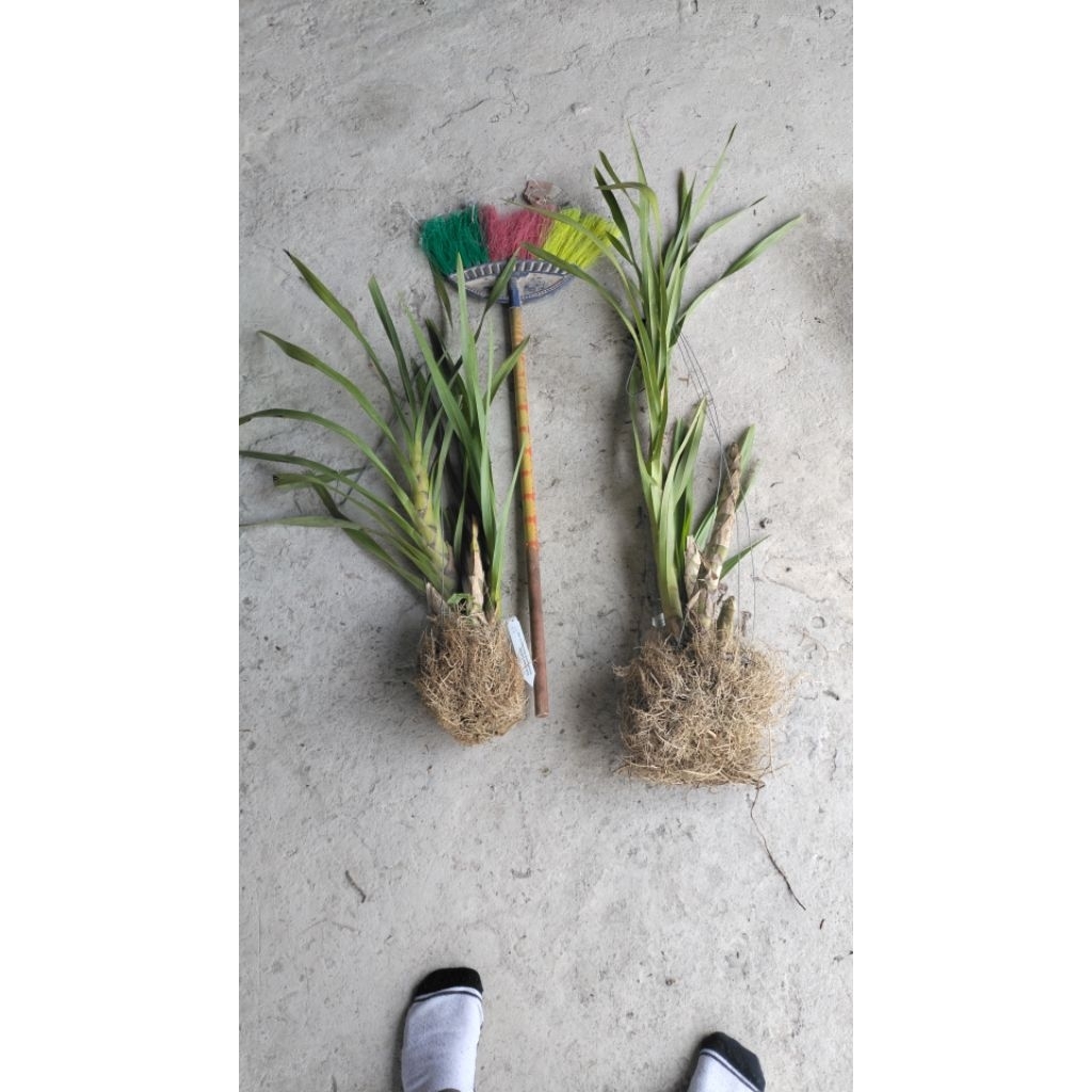 Jual Anggrek Grammatophyllum sepesiosum far alba atau Flafa | Shopee ...