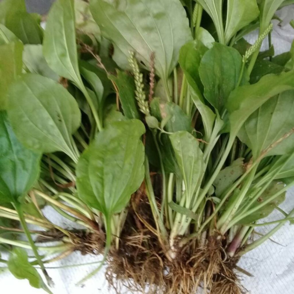 Jual Daun ki urat atau daun sendok segar dan Fress kemasan 500grm ...