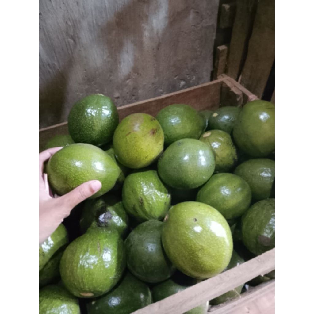Jual alpukat mentega alpukat 1kg alpukat mentah | Shopee Indonesia