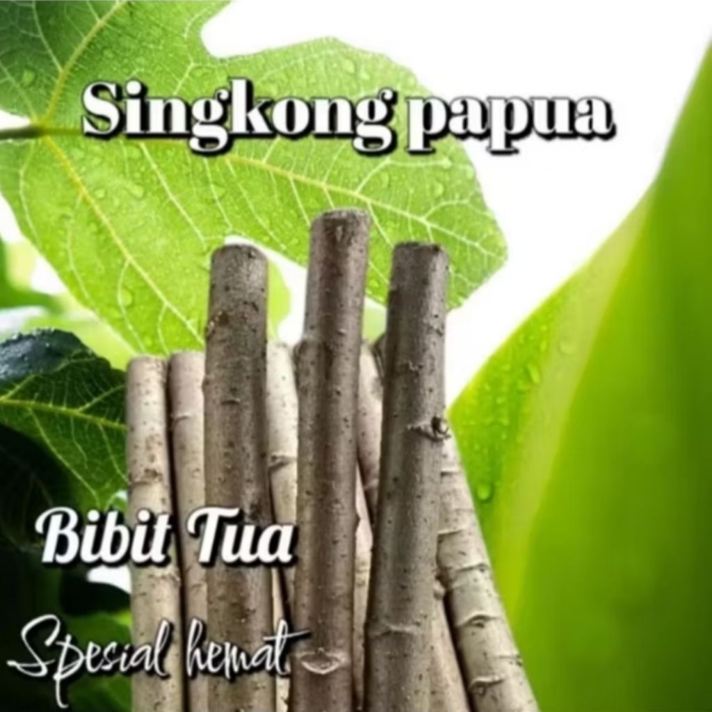 Jual Benih Telo-Telo Papua Per1kg Batang Besar Isi 10-15 Batang ...