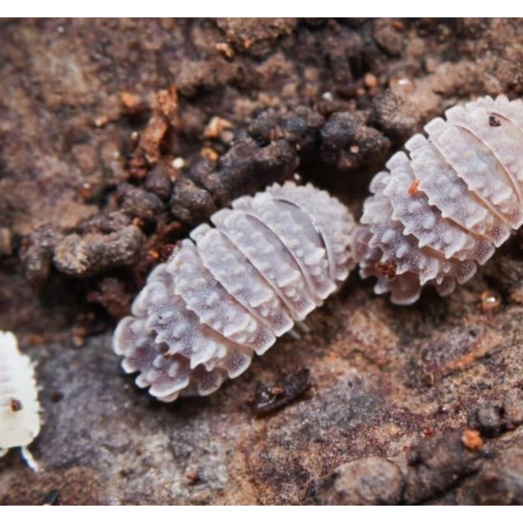 Jual PAKET BREEDING ISOPOD REDUCTOSNICUS TUBERCULATUS ANKYLOSAURI 10+1 ...