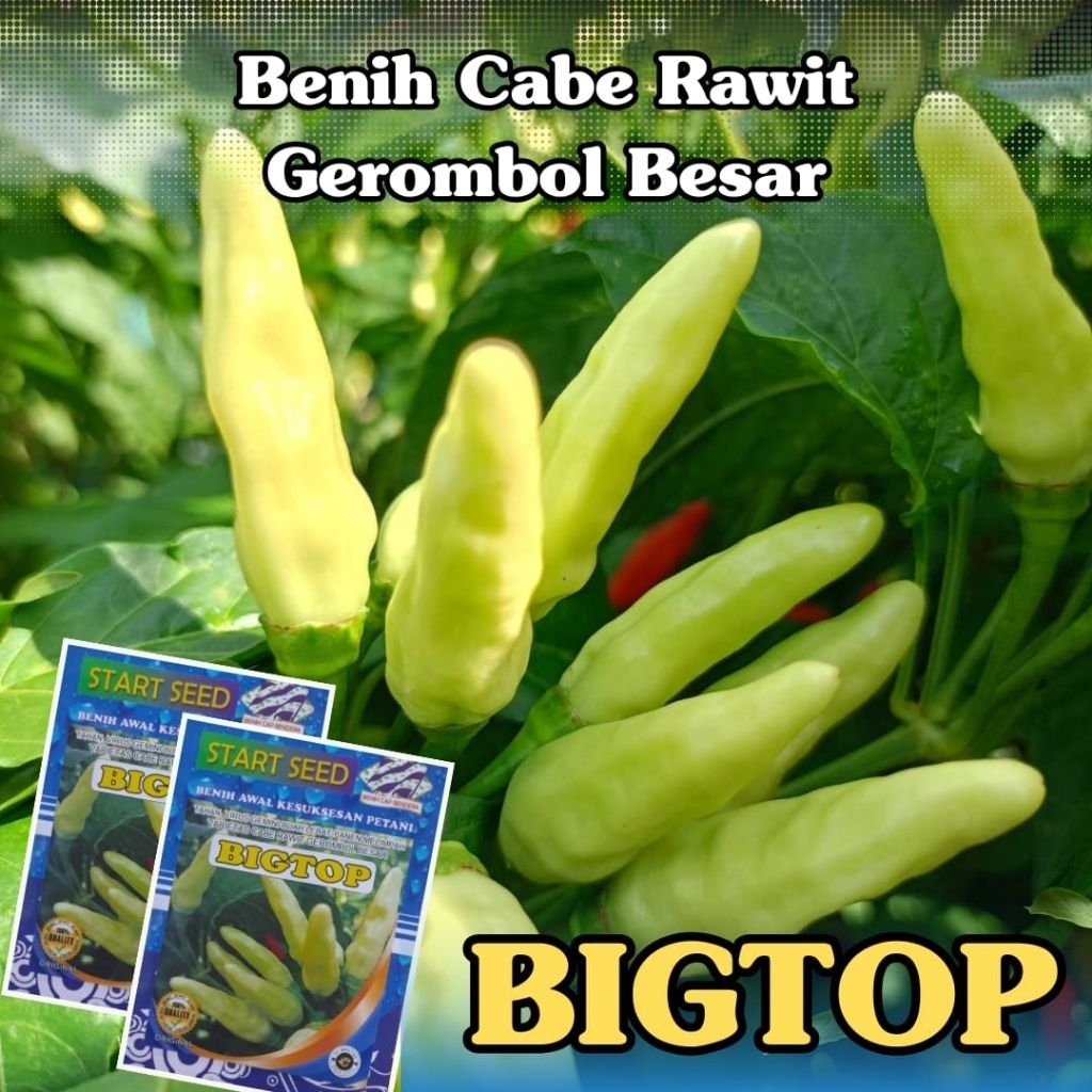 Jual Terlaris Benih Unggul PREMIUM Cabai Rawit [ BIGTOP+BESTOP+RAMBO ...