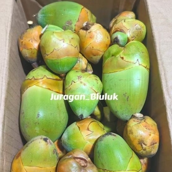 Jual COD 1kg Biji Beluluk Kelapa Muda Kecil Fresh Bluluk Cengkir ...
