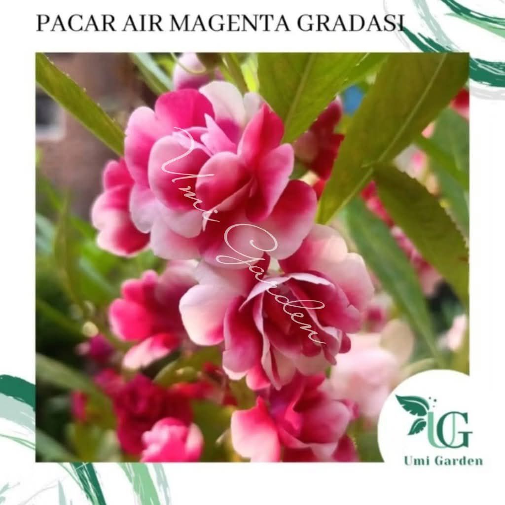Jual 50 Biji Benih Bunga Pacar Air Magenta Gradasi Pink Tumpuk ...