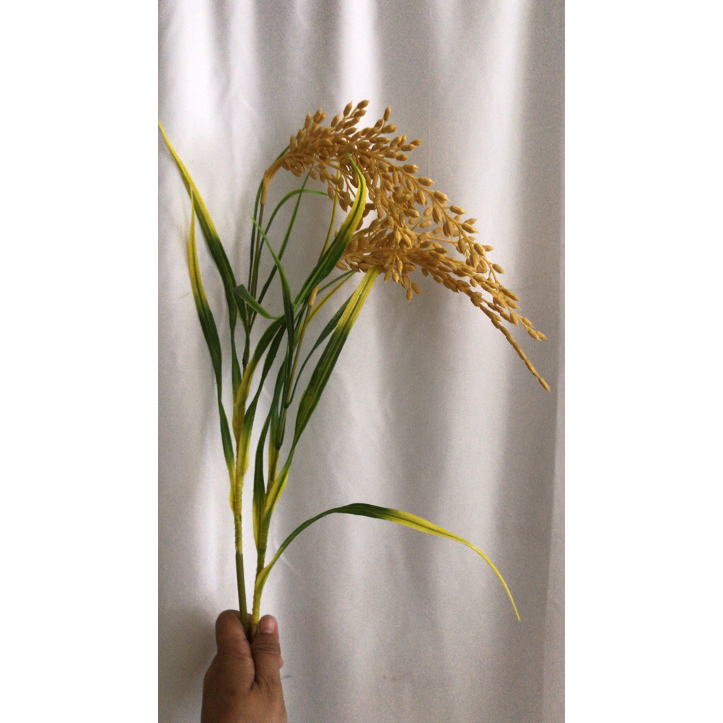 Jual Padi Padian Warna Kuning Panjang 85cm Seperti Asli dari Padi ...