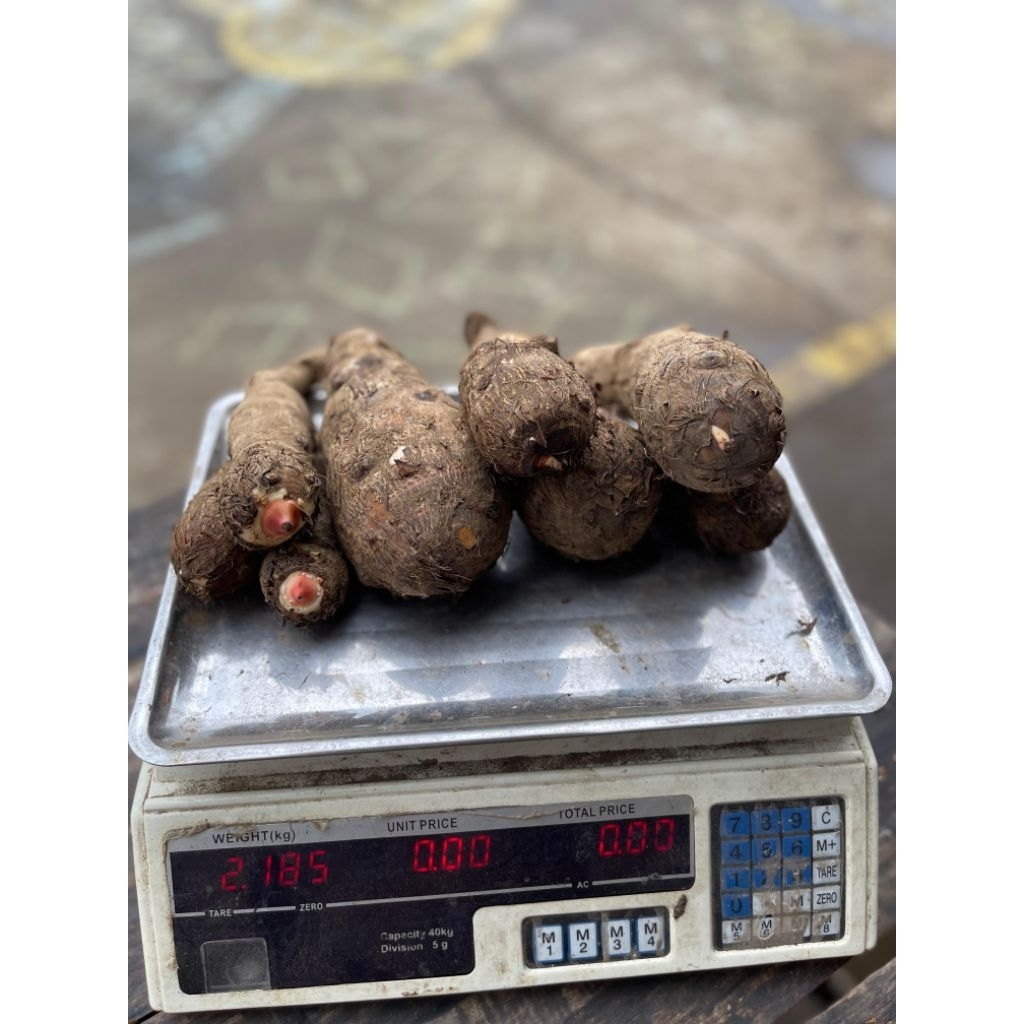 Jual Umbi Talas Mbote / Enthek / Entik Fresh Segar 1 Kg | Shopee Indonesia
