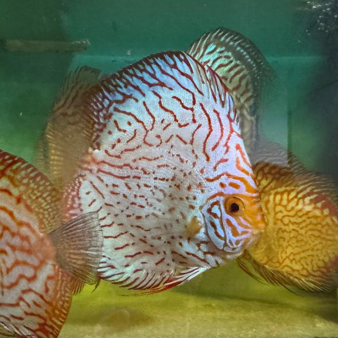 Jual PRELOVE Discus White Pigeon Turquise Red Melon 3 in Up MURAH Foto ...