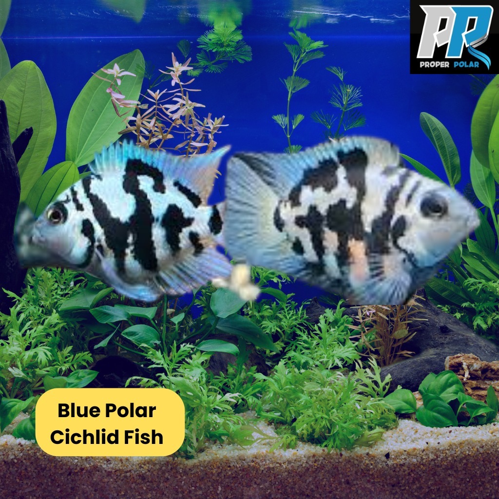 Jual Ikan Hias Blue Polar Parrot Cichlid Hidup | Ikan Hias Aquarium Air ...
