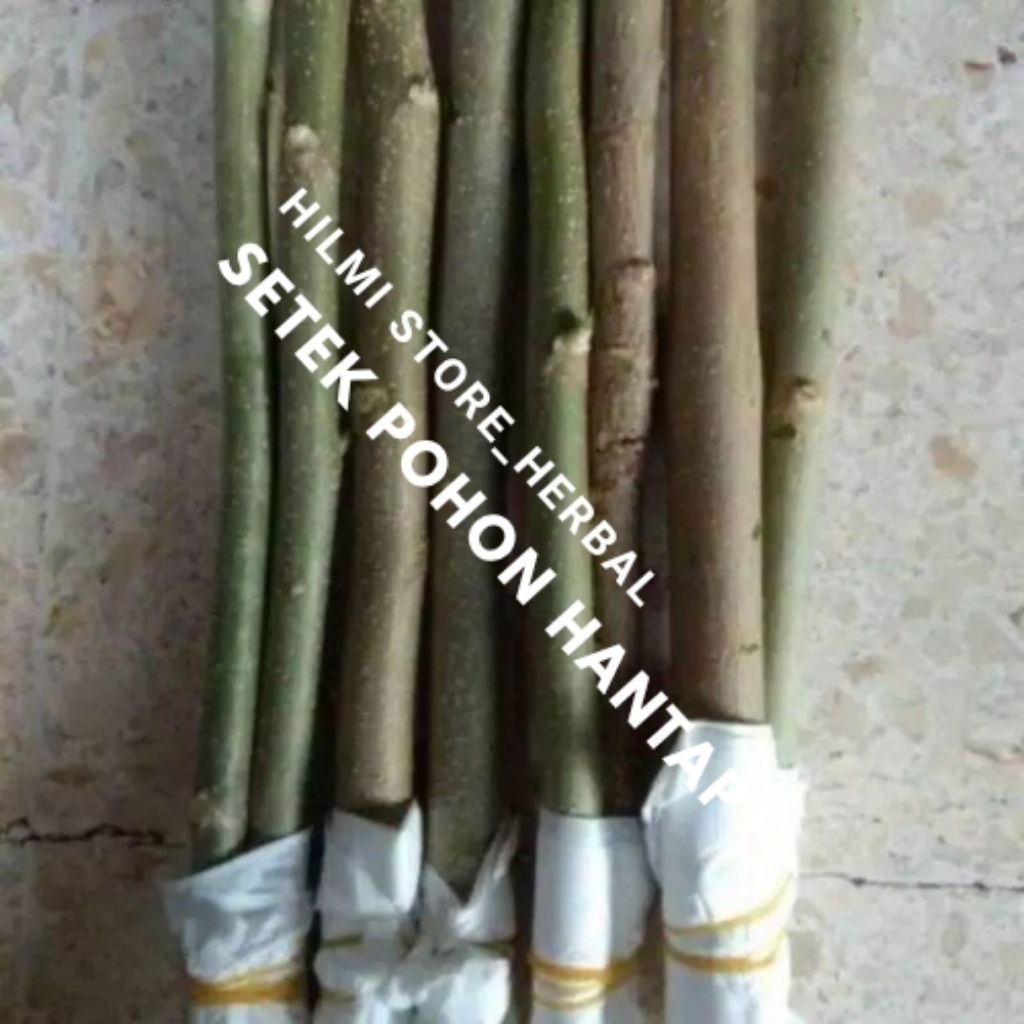 Jual perbibit setek tanaman pohon hantap ukuran panjang 10 cm siap ...