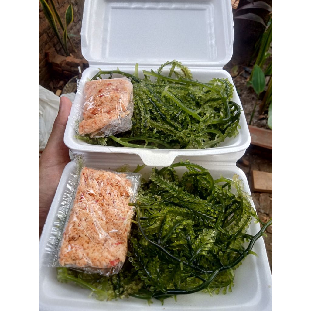 Jual Anggur laut, green caviar atau lawi lawi | Shopee Indonesia