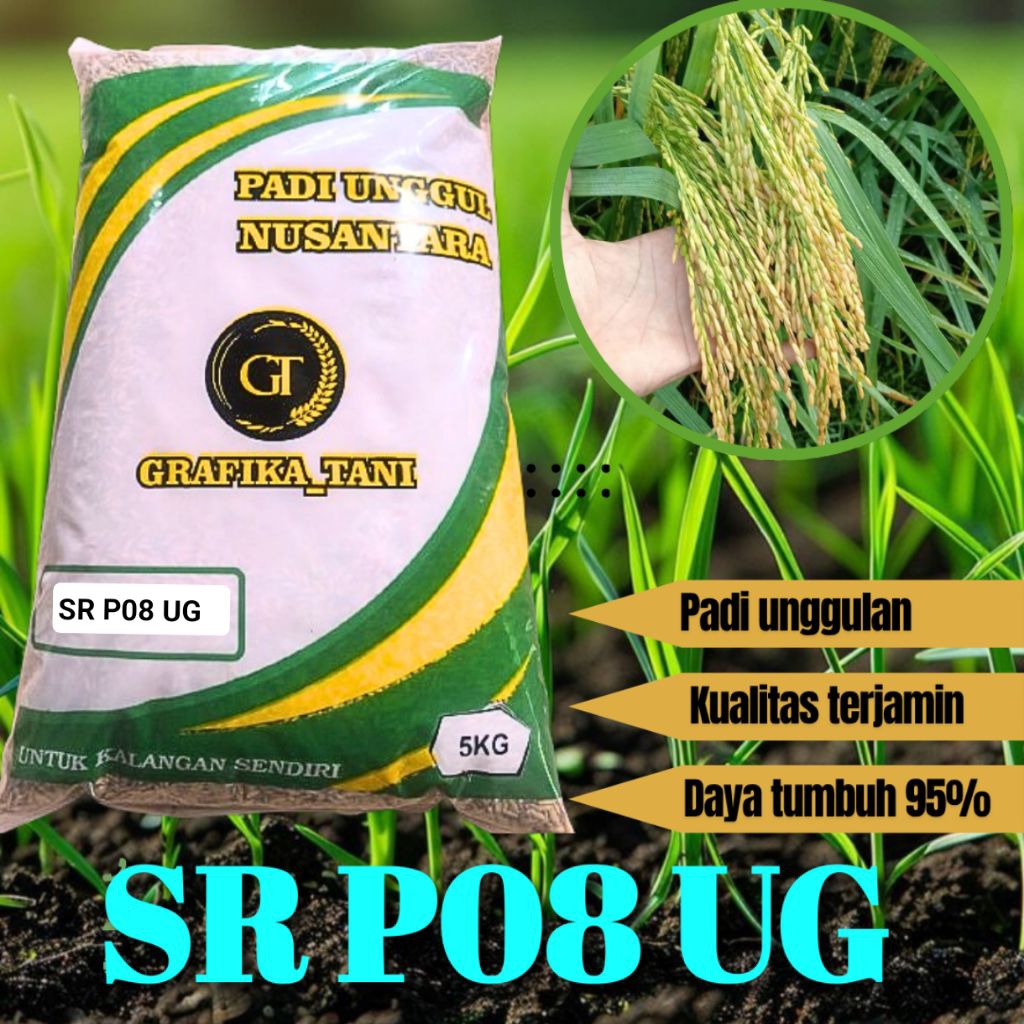 Jual benih padi sr p08 ultra genjah original 5kg | Shopee Indonesia