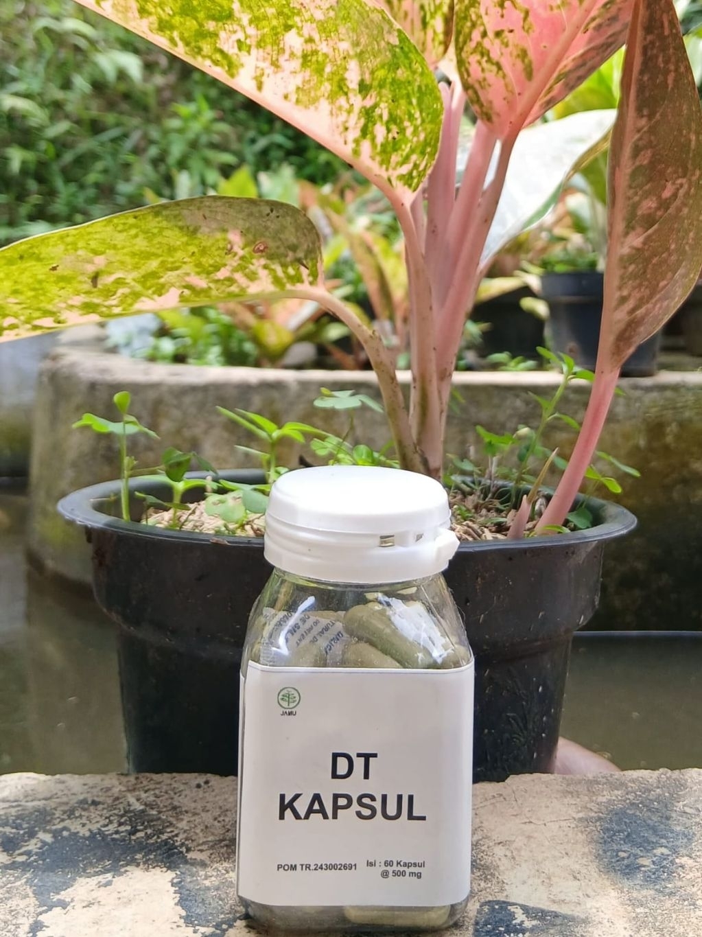 Jual Kapsul Dt hijau penghancur lemak isi 60 kapsul | Shopee Indonesia