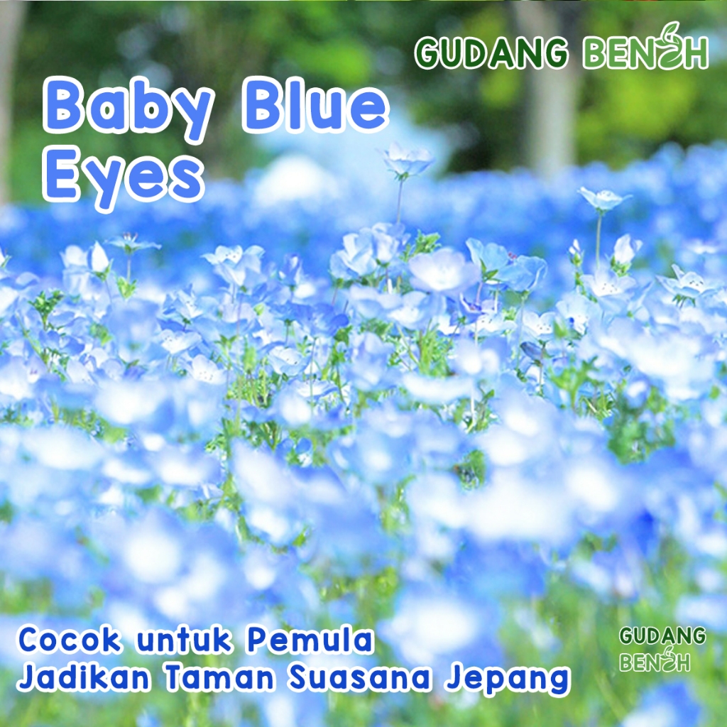 Jual Benih Bunga Blue Eyes Isi 5000 Biji | Original Bibit Bunga Mata ...