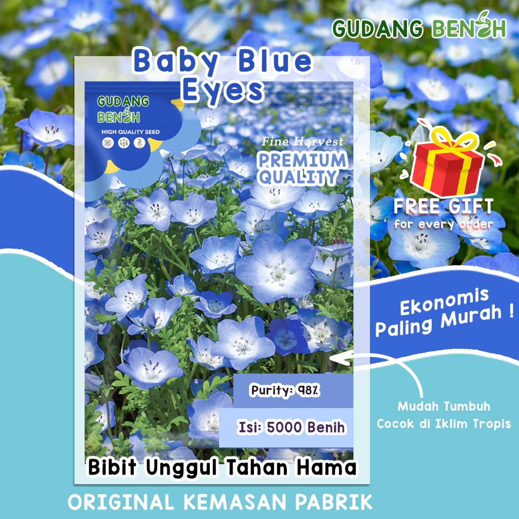 Jual Benih Bunga Blue Eyes Isi 5000 Biji | Original Bibit Bunga Mata ...