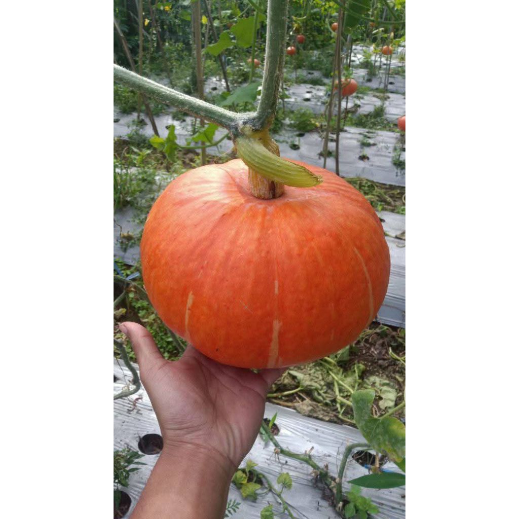 Jual PUMKIN/KABOCHA ORANGE 500gram | Shopee Indonesia