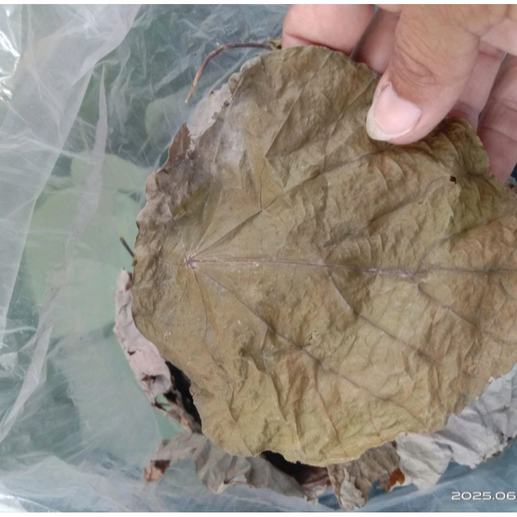 Jual Daun pat kua kering 50gr/ pakua / pak kua/ pakwa / arak gosok ...