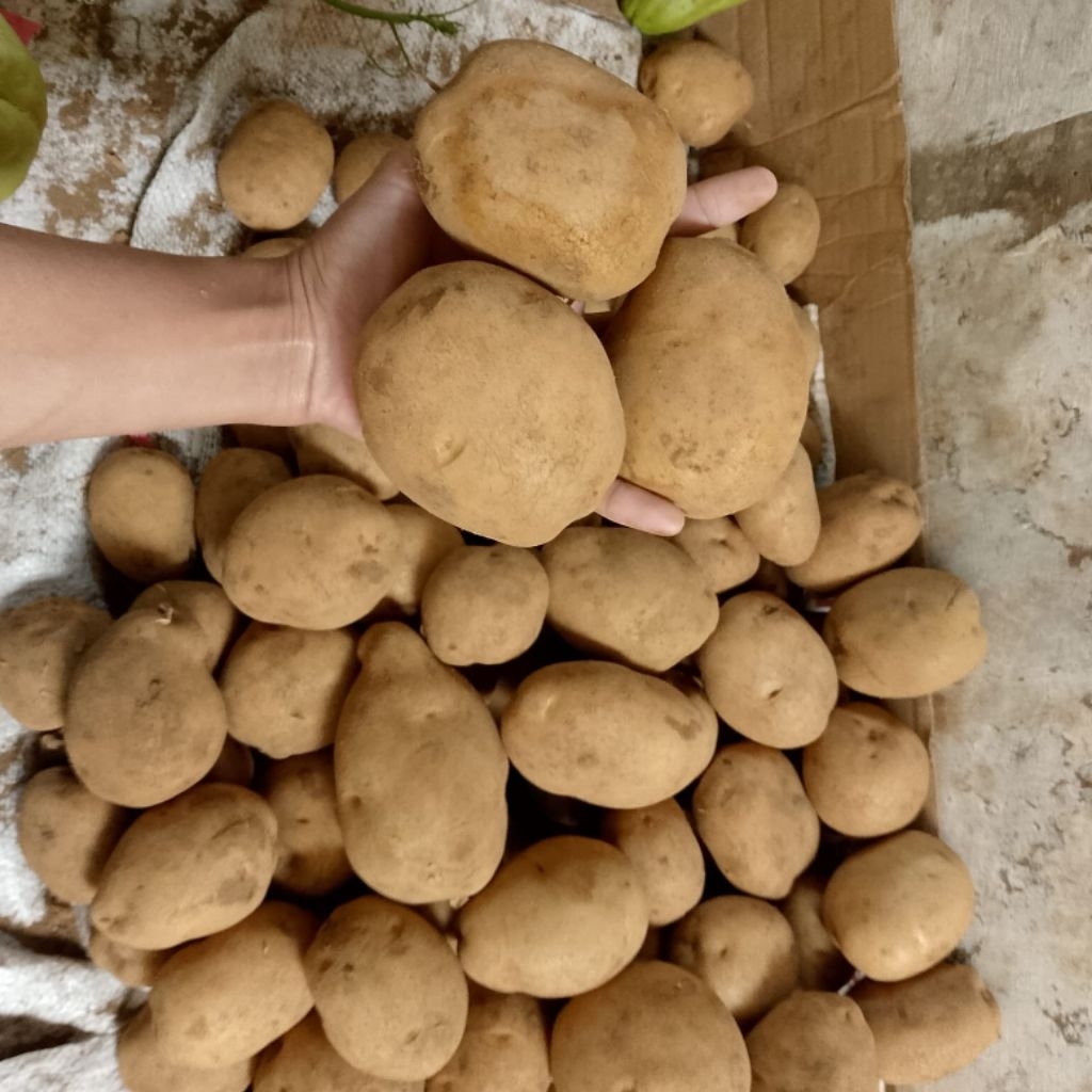 Jual kentang ABC kentang ukuran besar 1kg | Shopee Indonesia