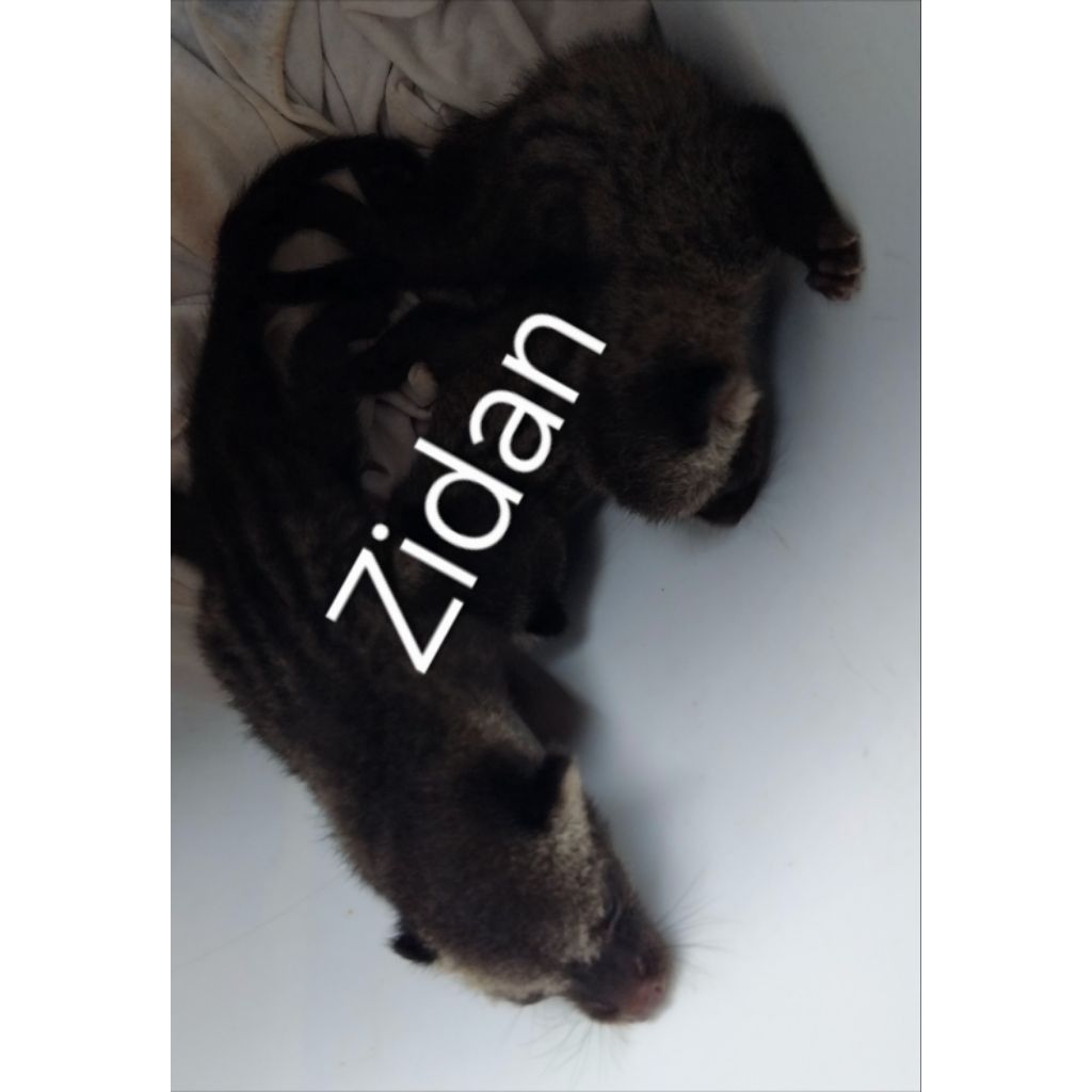 Jual baby musang pandan udah belajar makan sendiri, pasti jinak total ...