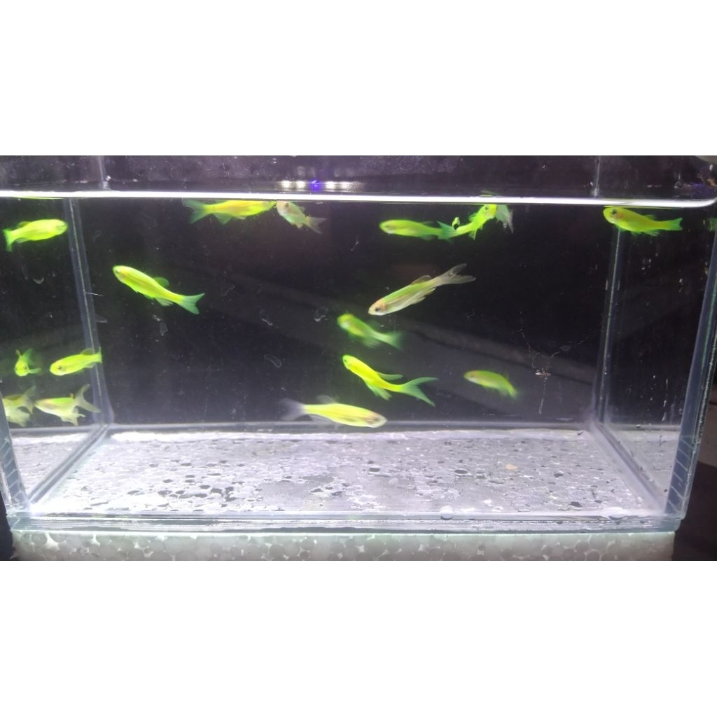 Jual Ikan Danio Zebra Hijau / Danio Green | Shopee Indonesia