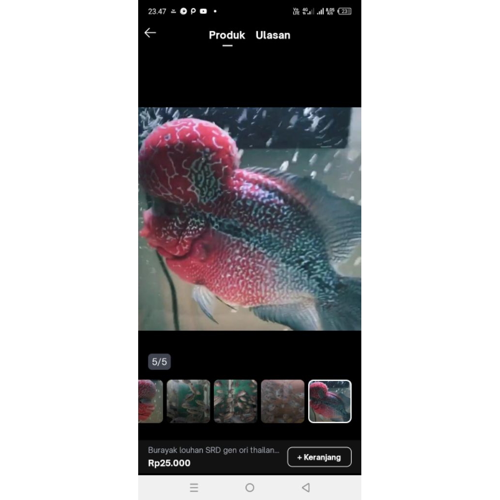 Jual plastik gambar anak Louhan Super Red Dragon(SRD) x SRM boom head ...