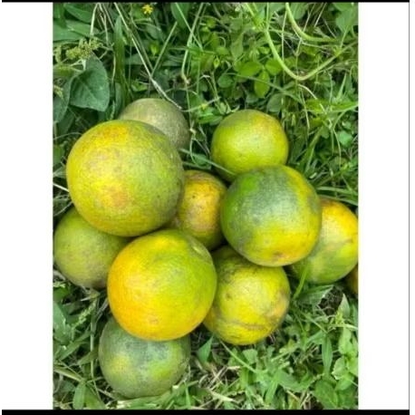 Jual JERUK IRIS MANIS BABY JAVA 1KG | Shopee Indonesia