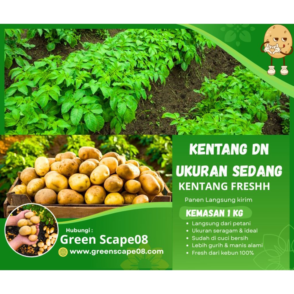Jual Kentang Dieng Dn Ukuran Sedang Kemasan 1Kg – Segar, Lezat– Ideal ...