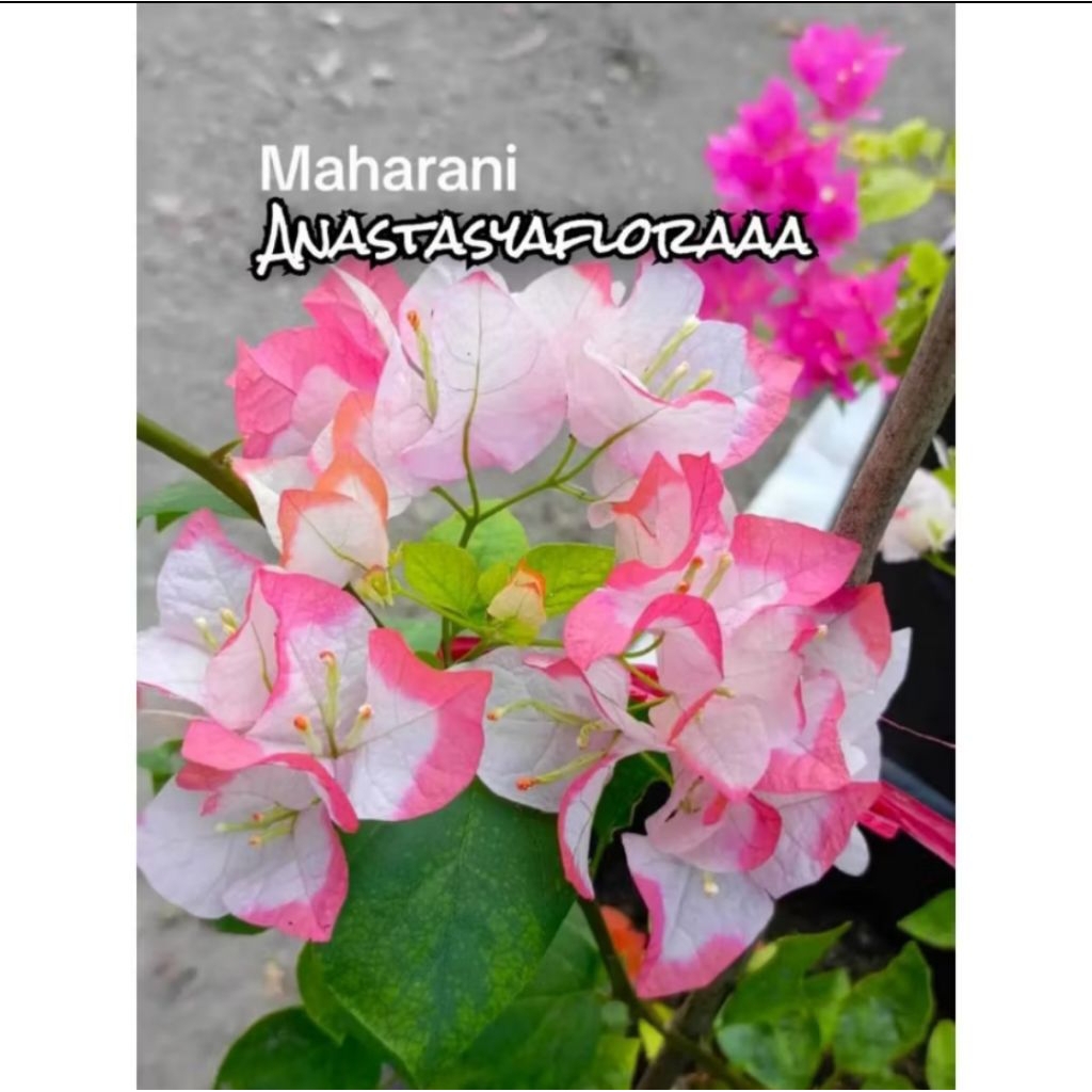 Jual A.F Tanaman hias bugenvil bunga Maharani - Bibit bugenvil bunga ...