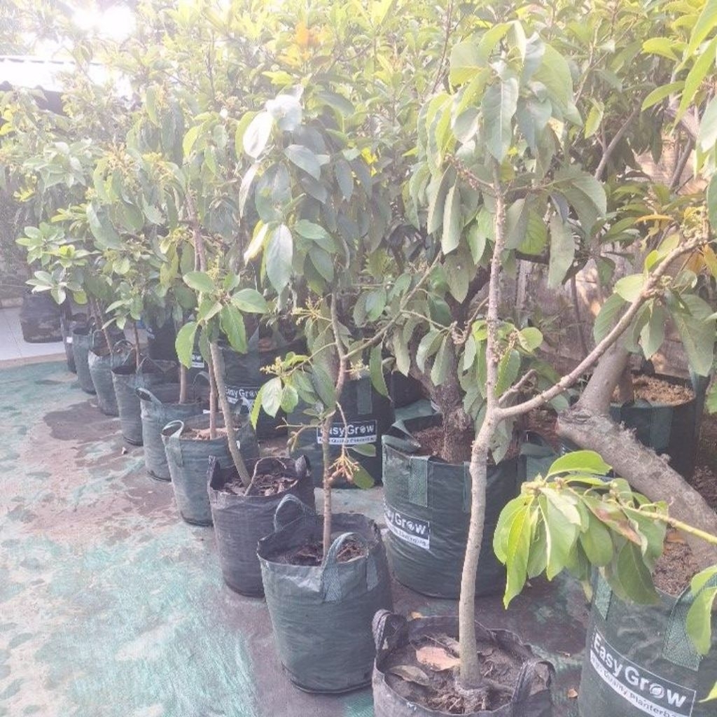 Jual alpukat markus berbunga | Shopee Indonesia