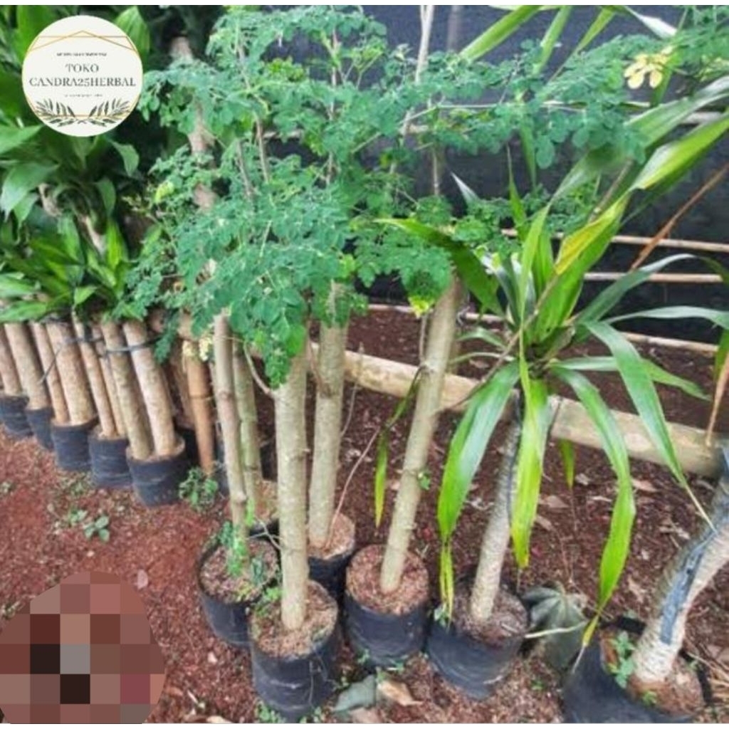 Jual Bibit stek pohon kelor panjang 1 meter siap tanam bibit tanaman ...