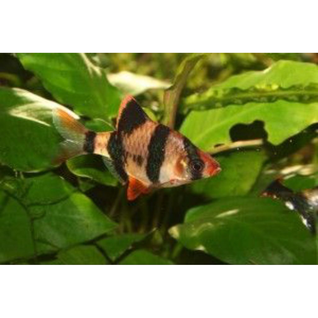 Jual ikan sumatra tiger barb | Shopee Indonesia